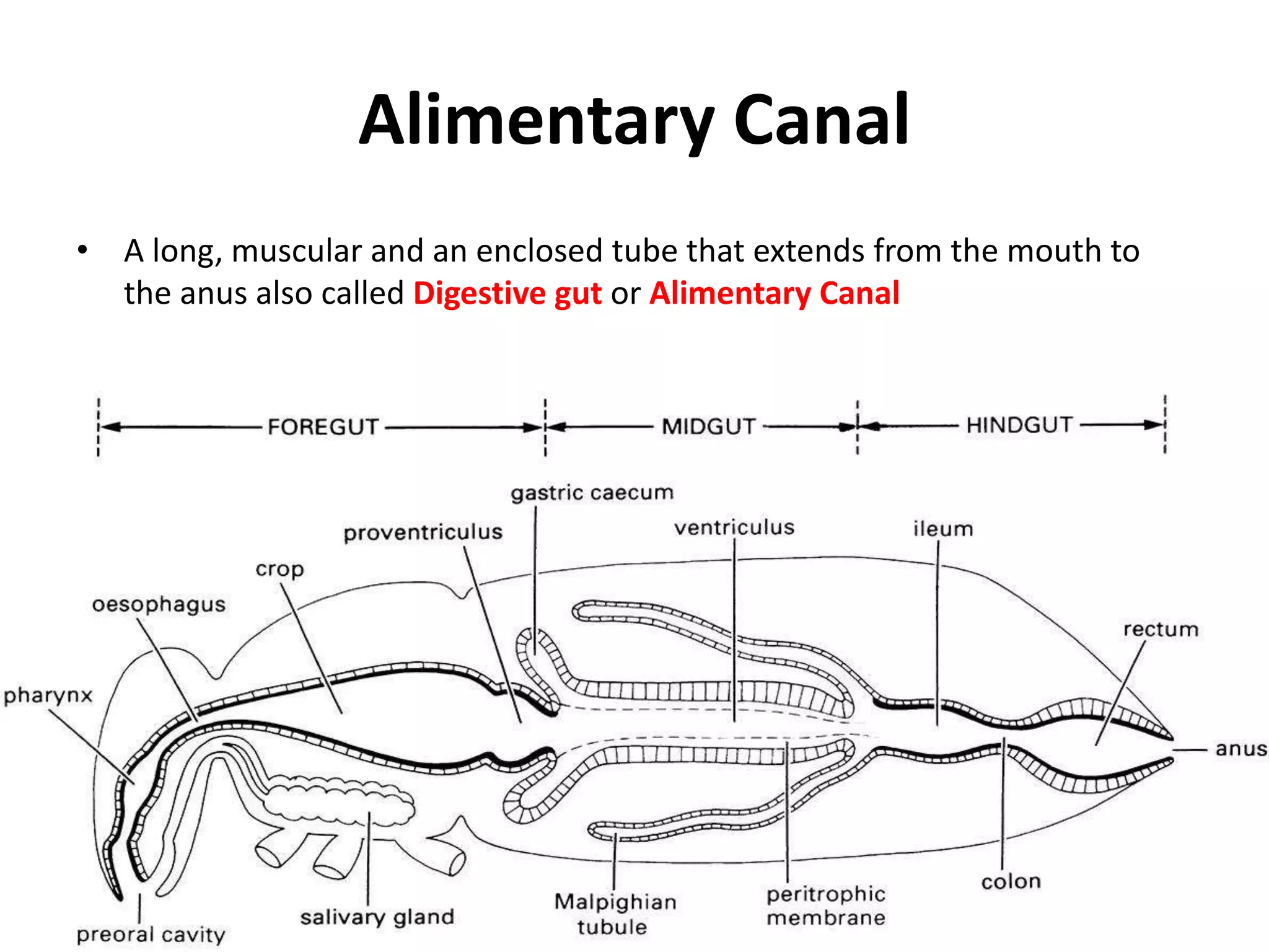 Digestive system of Insects | PPTX