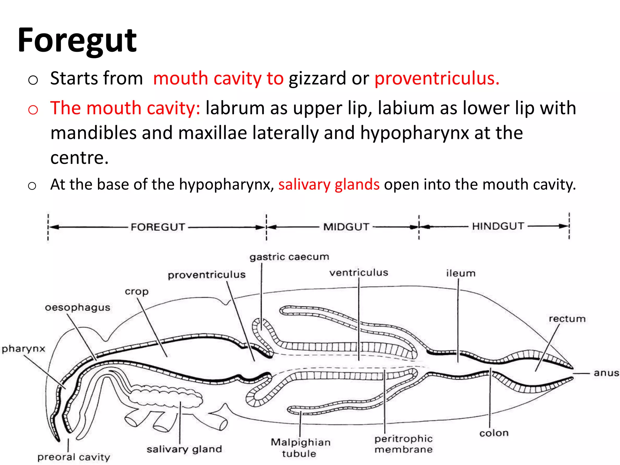 Digestive system of Insects | PPTX
