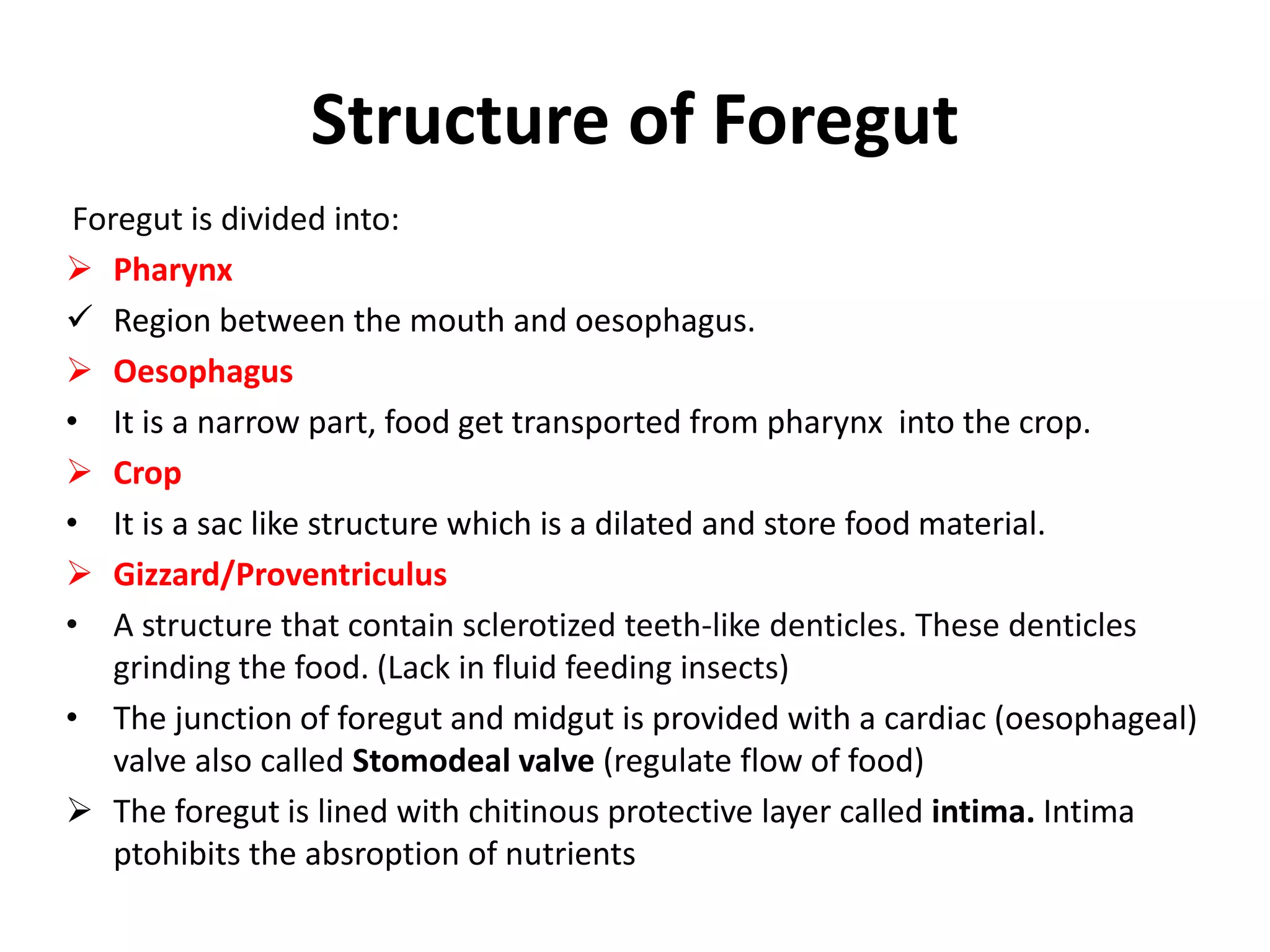 Digestive system of Insects | PPTX