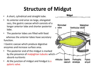 Digestive system of Insects | PPTX