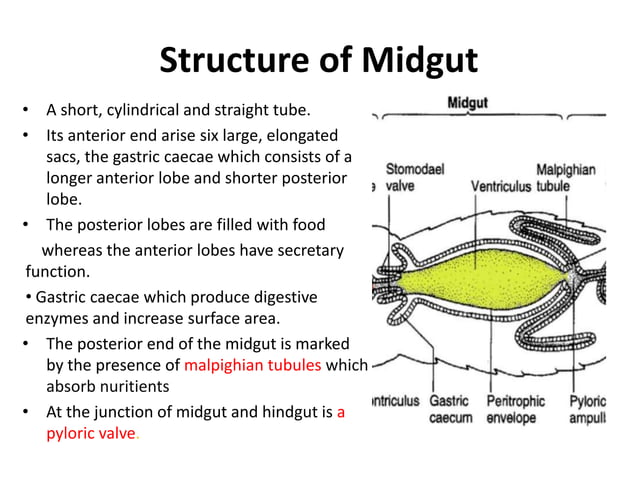 Digestive system of Insects | PPTX | Biological Sciences | Science