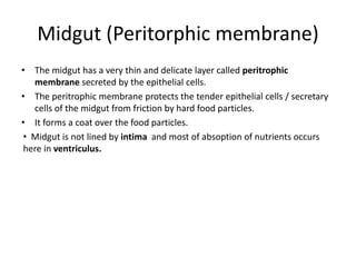 Digestive system of Insects | PPTX