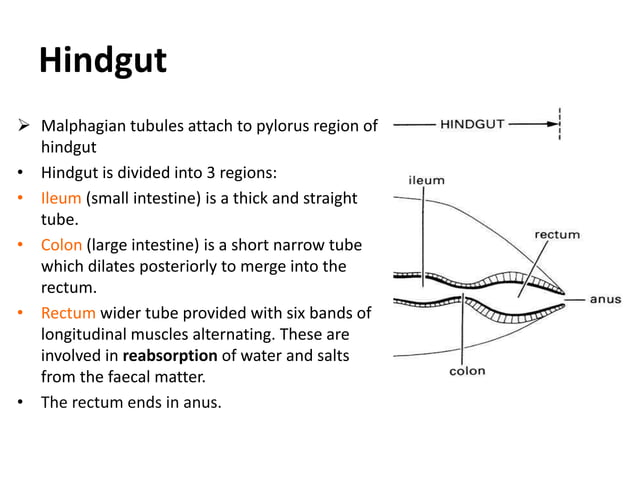 Digestive system of Insects | PPTX | Biological Sciences | Science