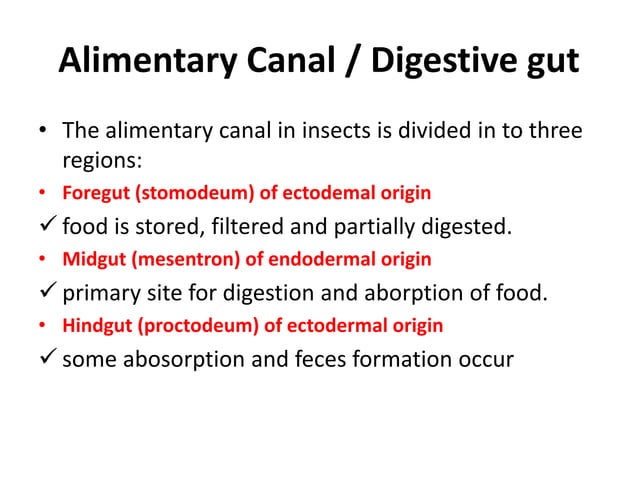Digestive system of Insects | PPTX | Biological Sciences | Science