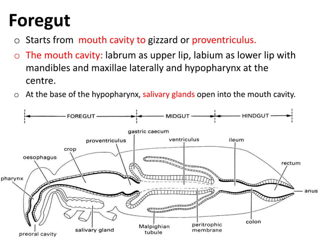 Digestive system of Insects | PPTX | Biological Sciences | Science