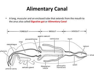 Arthropods Digestive Tract