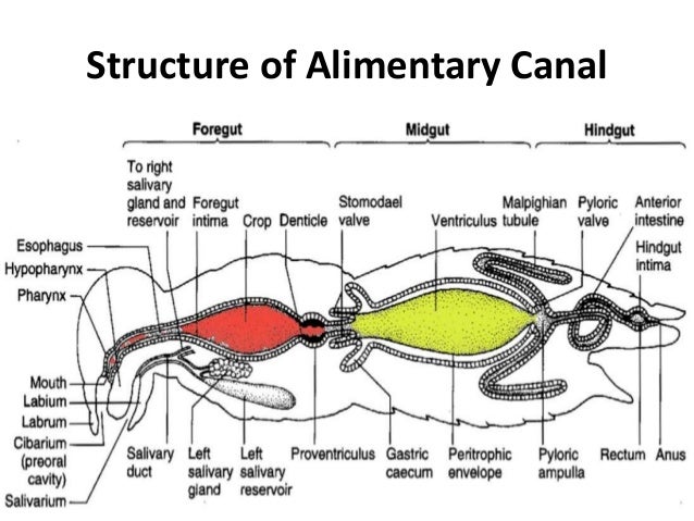 Digestive system of Insects