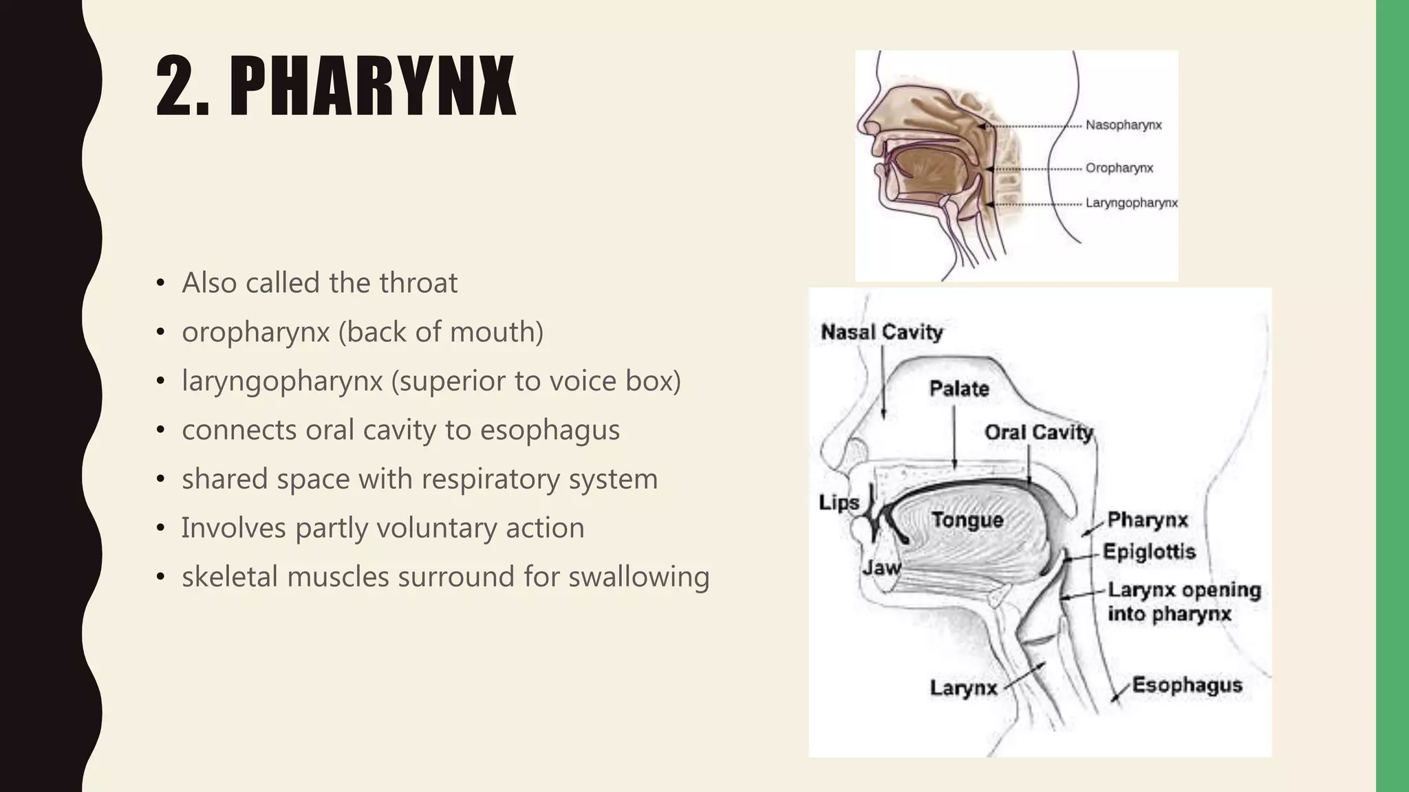 Digestive system | PPTX | Digestive Disorders | Diseases and Conditions