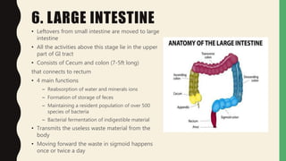 Digestive system | PPT