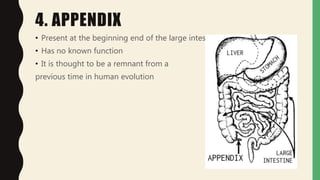 Digestive system | PPT