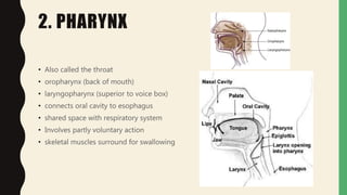 Digestive system | PPTX | Digestive Disorders | Diseases and Conditions