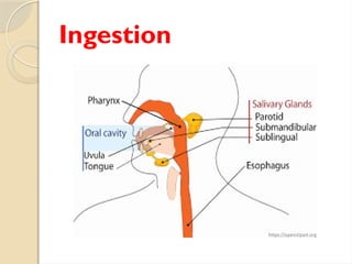 Digestive System with all organs involved in digestion | PPTX