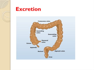 Digestive System with all organs involved in digestion | PPTX