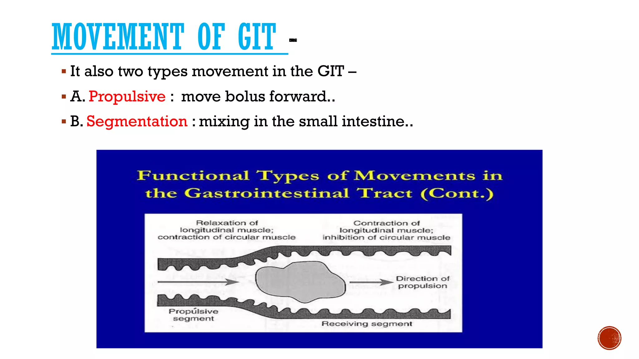 Digestive System - Human Anatomy & Physiology II | PDF