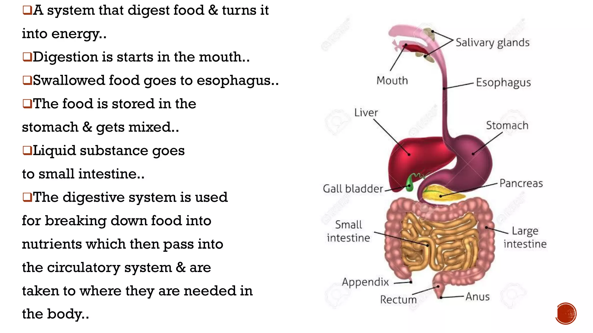 Digestive System - Human Anatomy & Physiology II | PDF