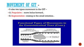 Digestive System - Human Anatomy & Physiology II | PDF