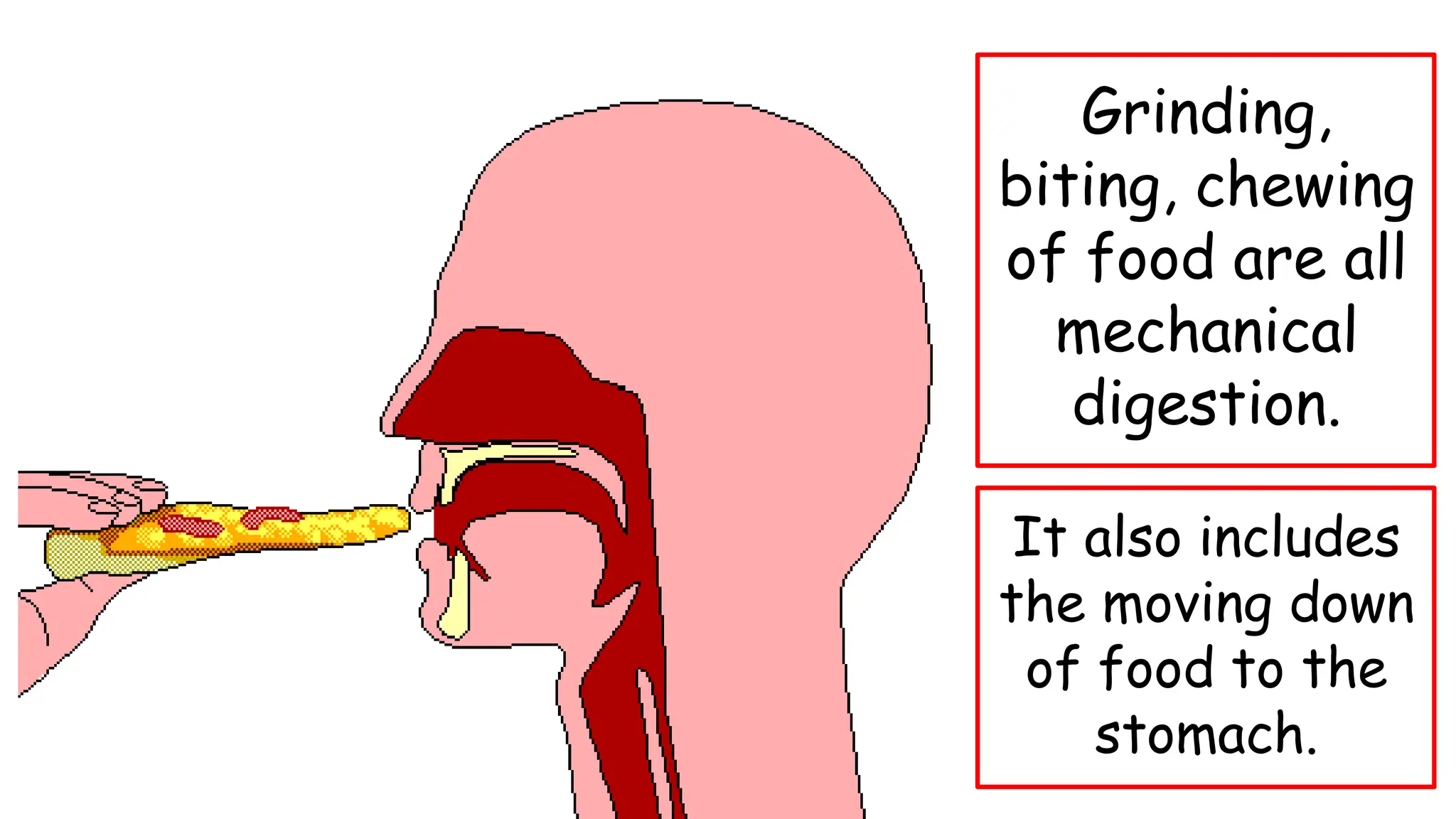 digestivesystem GRADE 6-200209041321.POWERPOINT | PPT