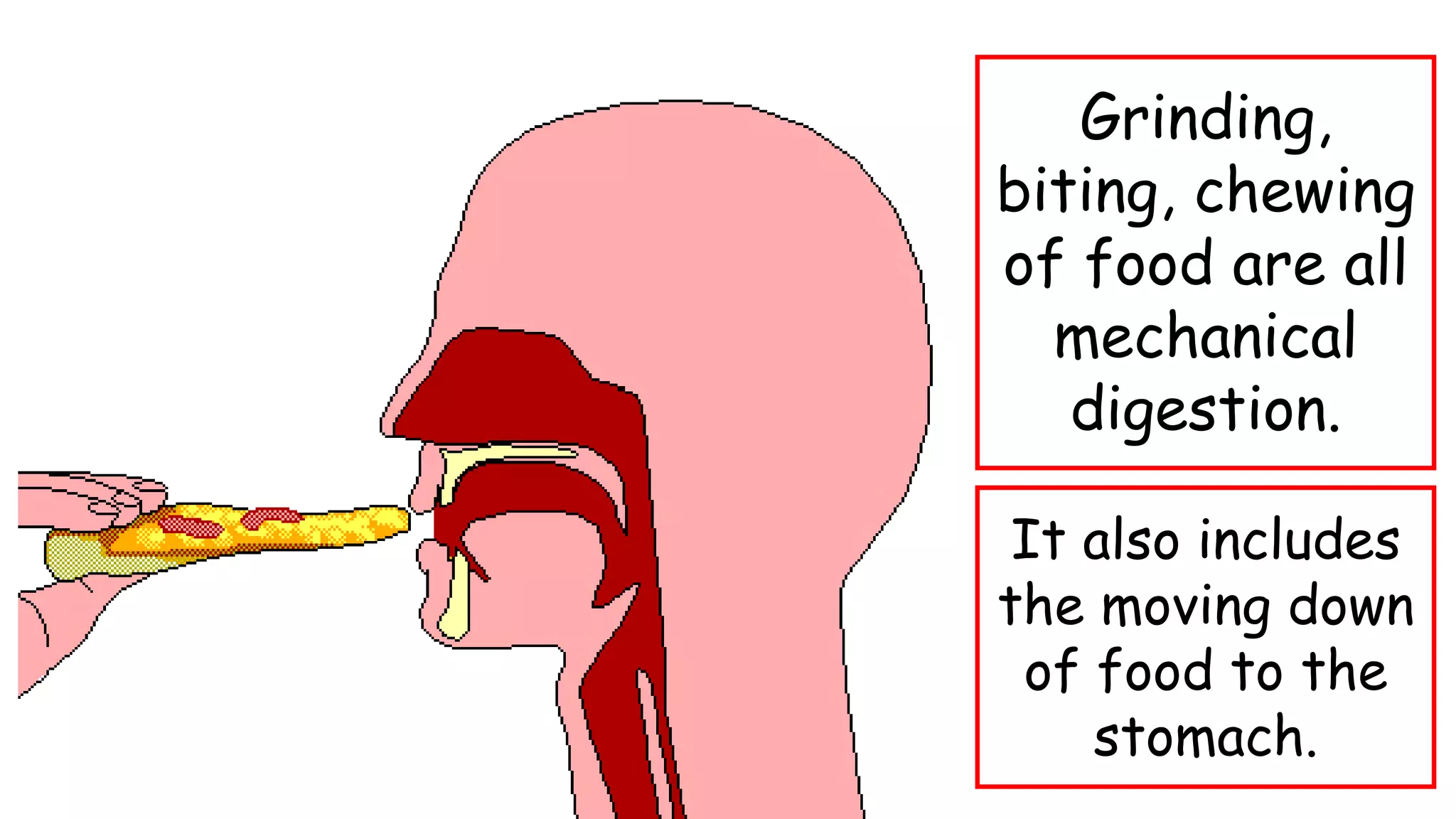 Digestive system Grade 6 | PPTX