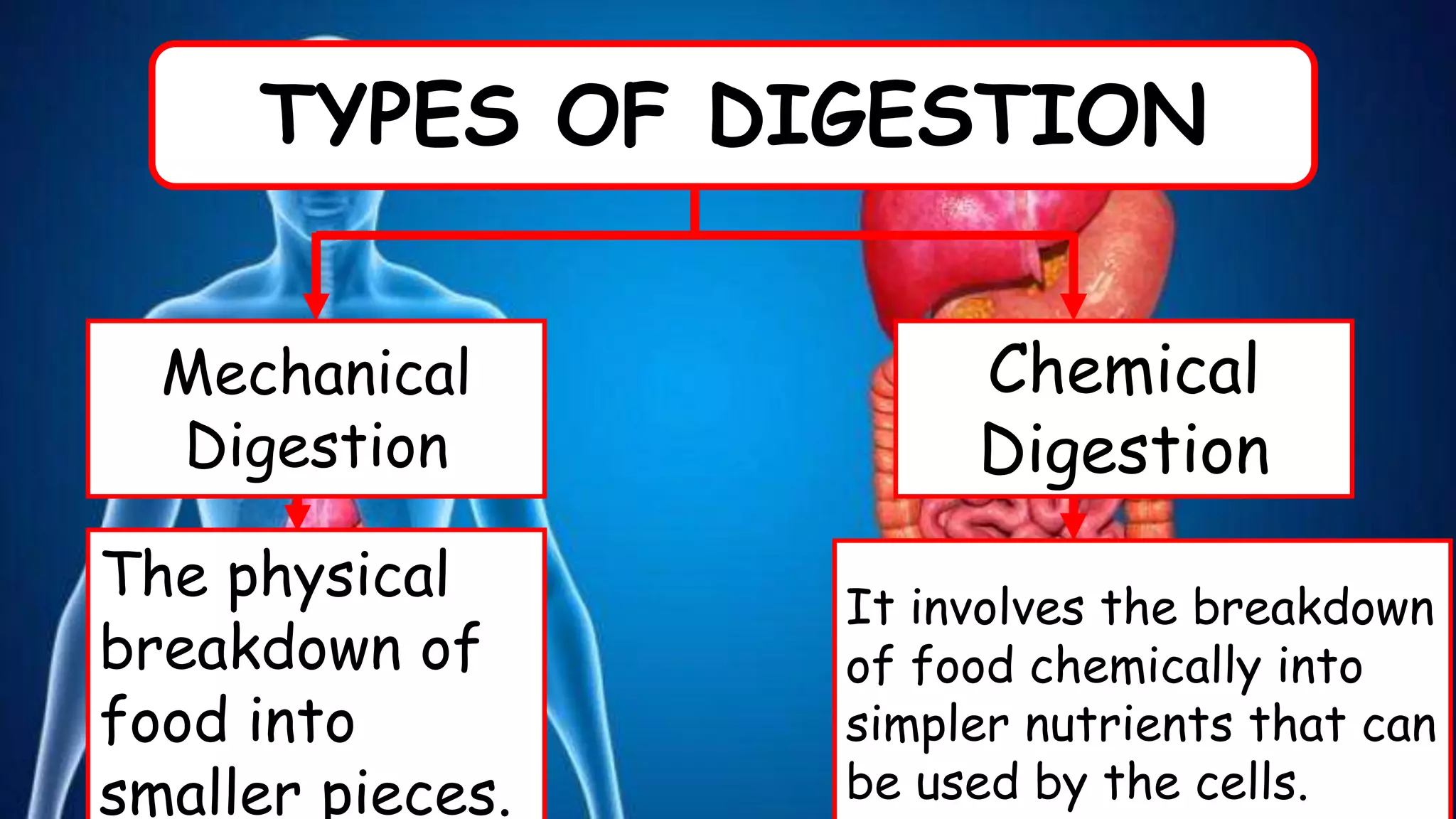 Digestive system Grade 6 | PPTX