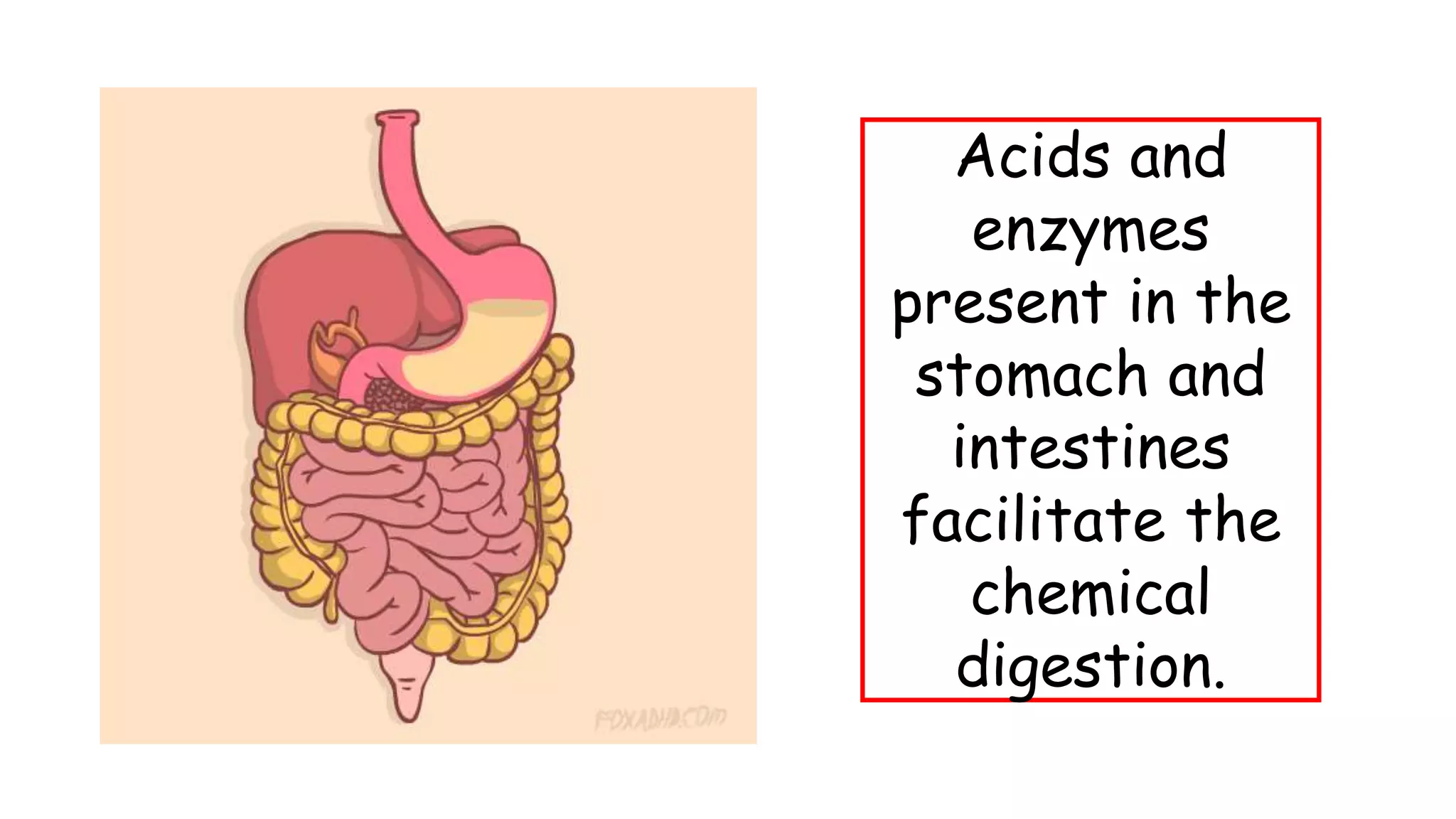 Digestive system Grade 6 | PPTX