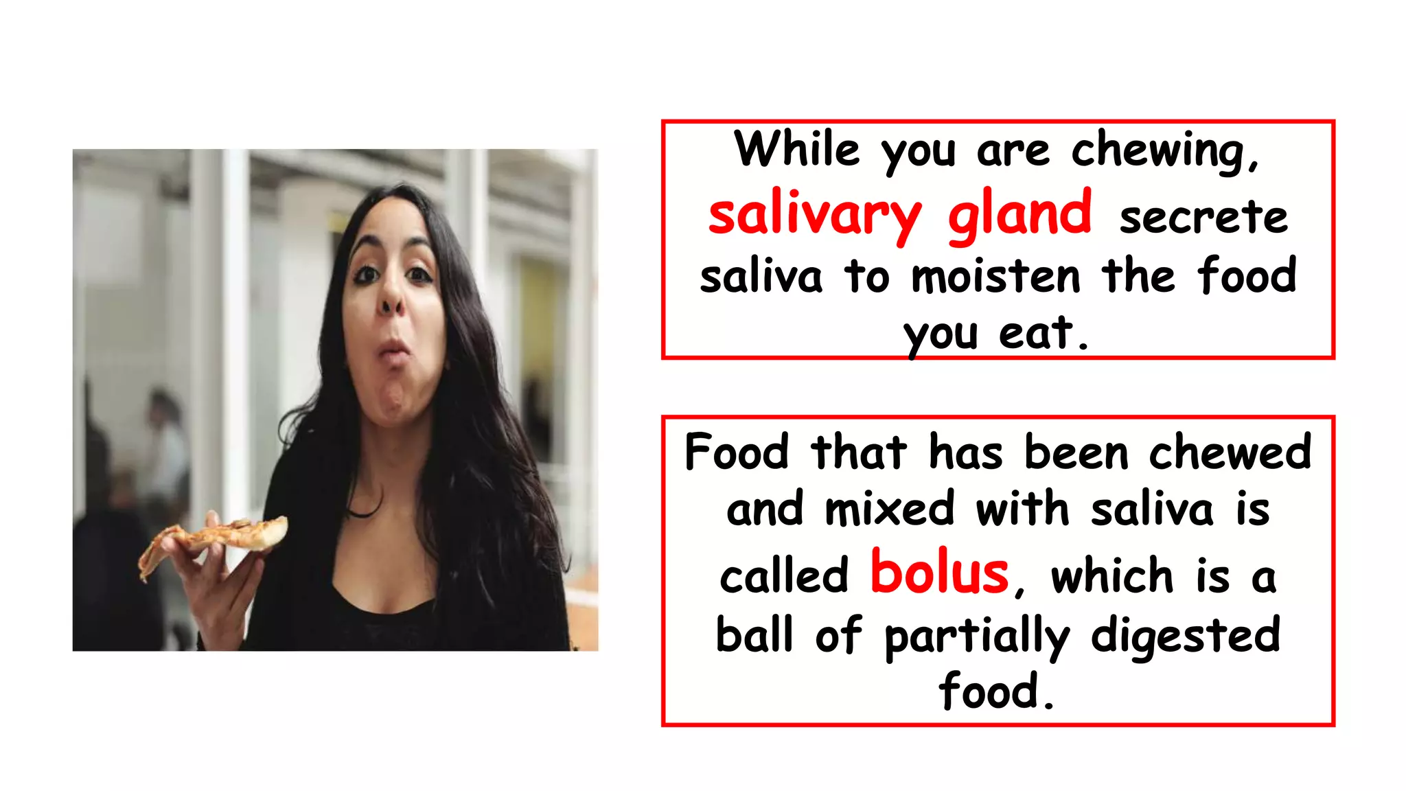 Digestive system Grade 6 | PPTX