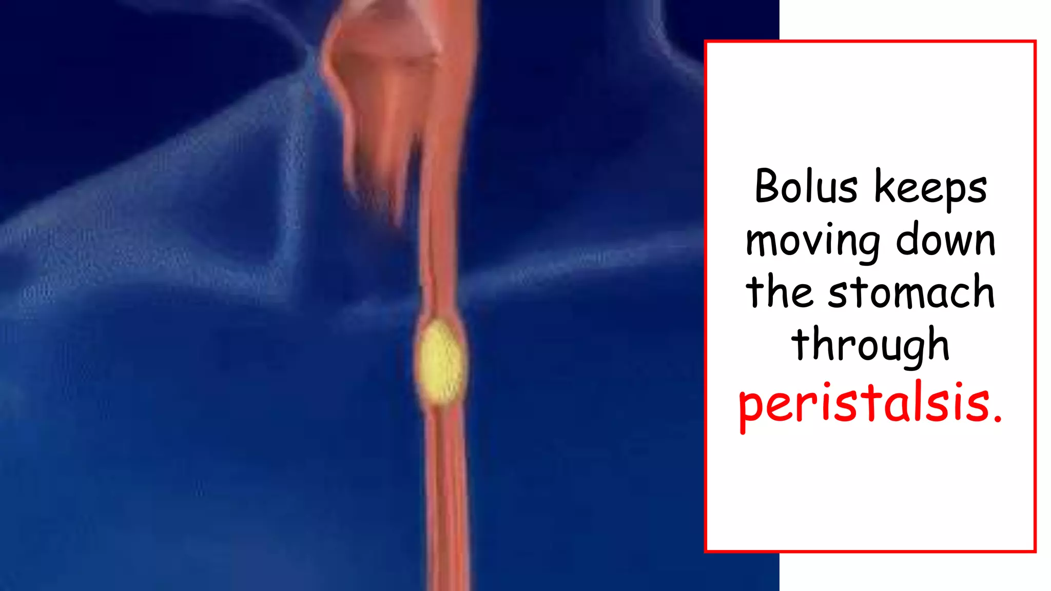 Digestive system Grade 6 | PPTX