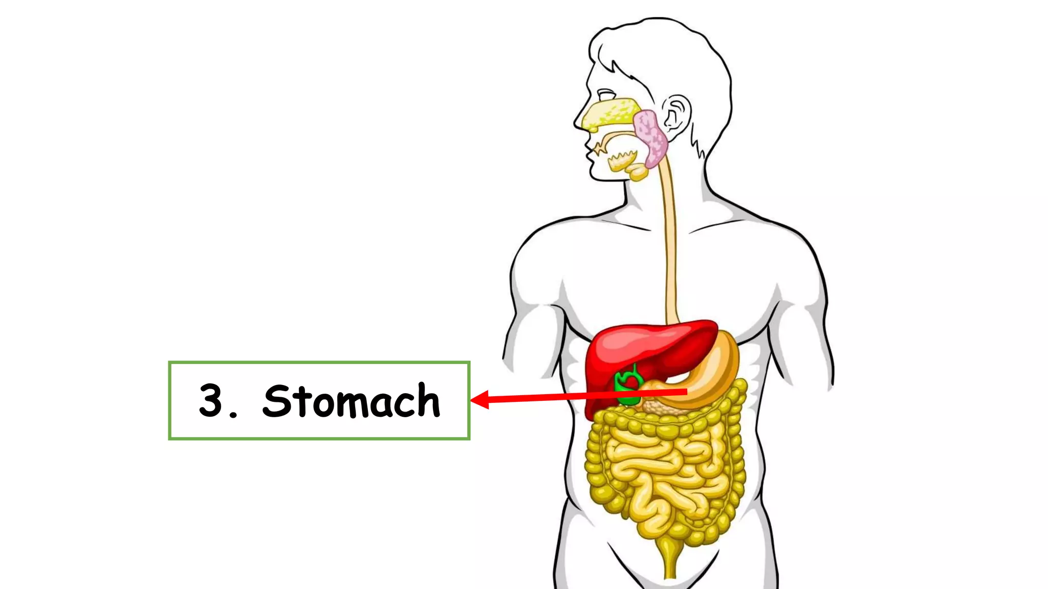 Digestive system Grade 6 | PPTX