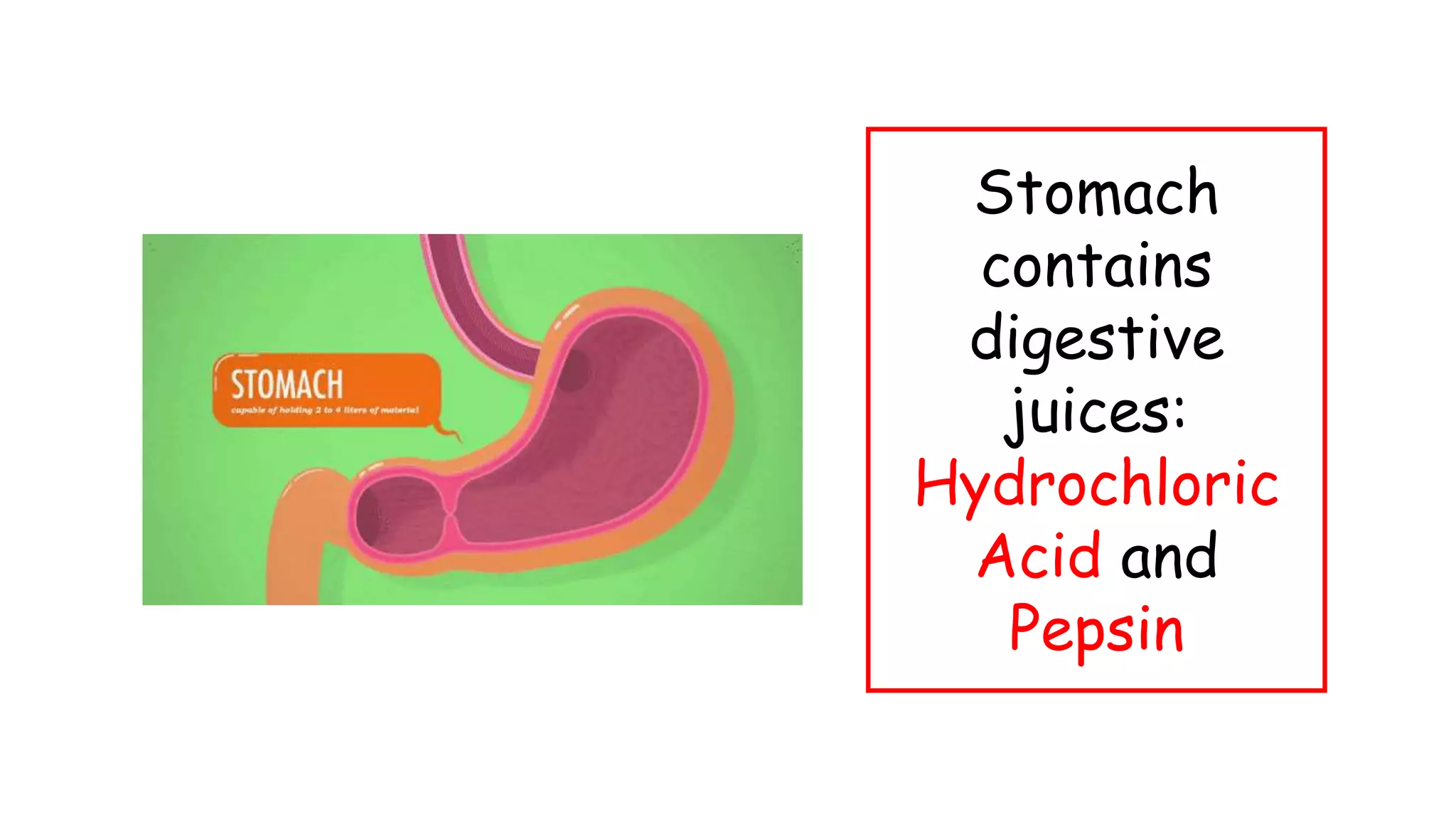 Digestive system Grade 6 | PPTX