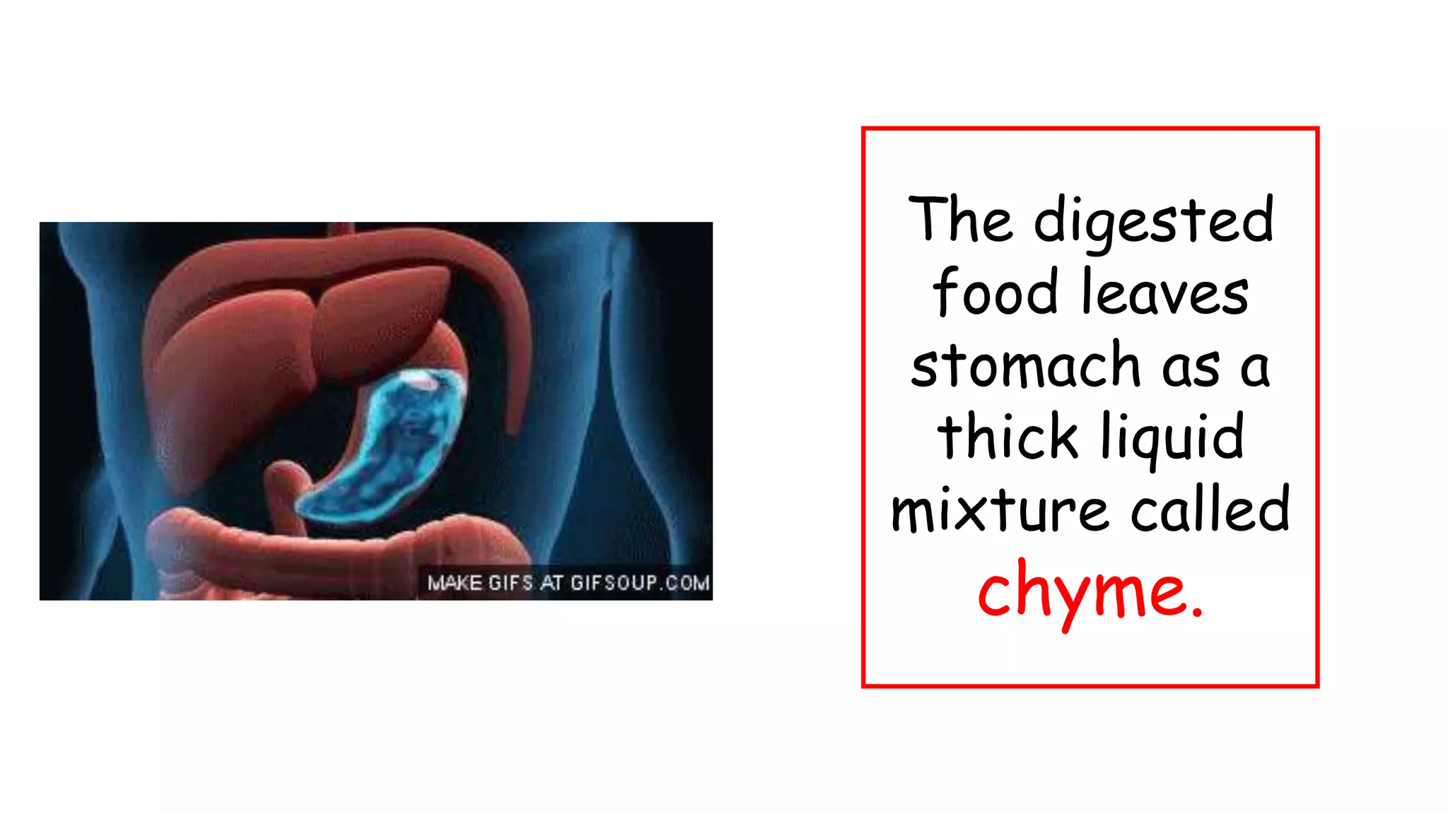Digestive system Grade 6 | PPTX