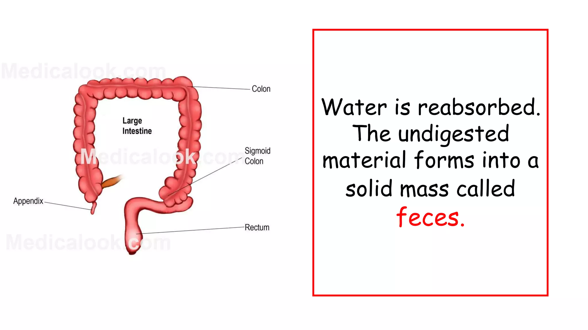 Digestive system Grade 6 | PPTX