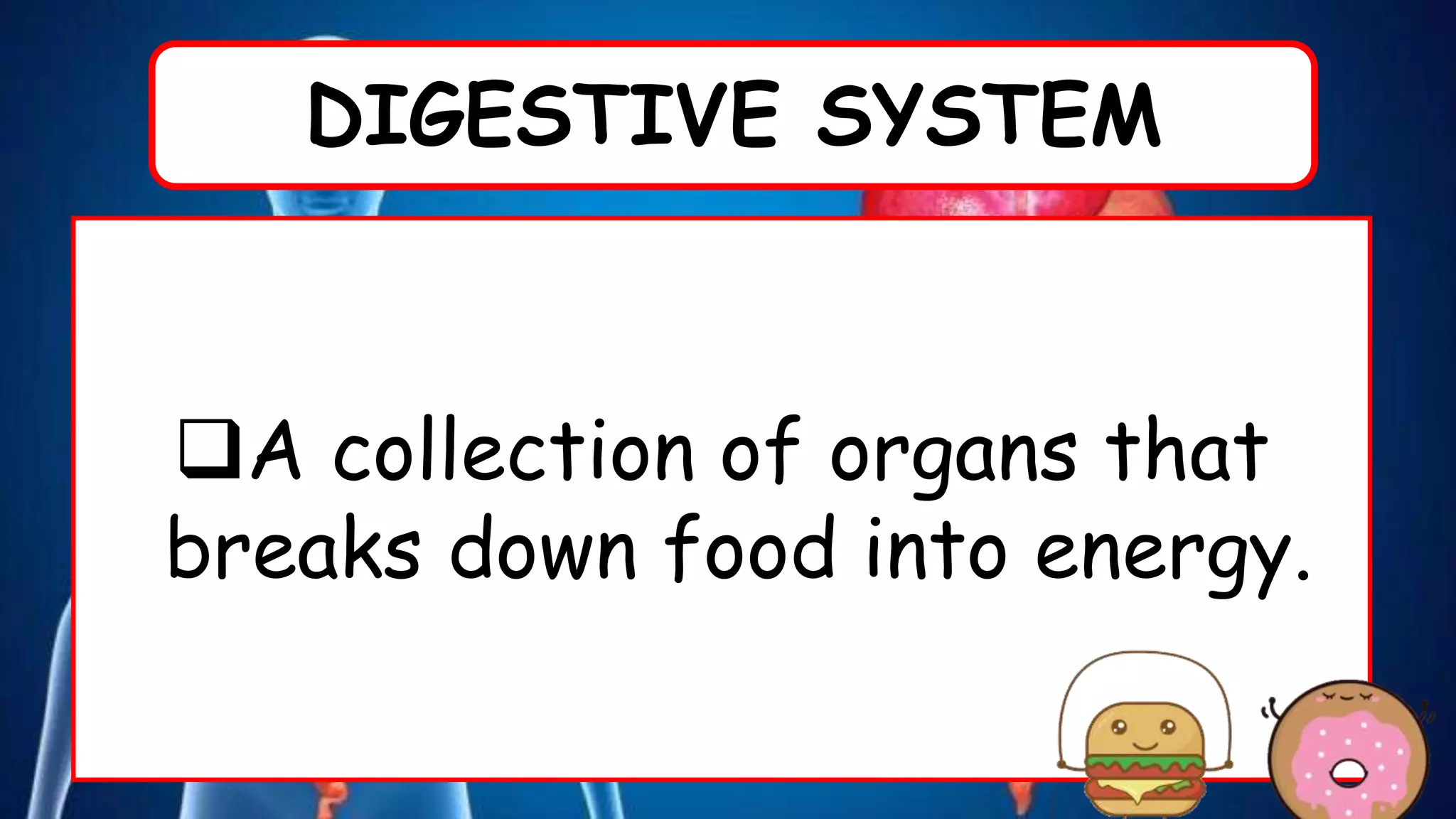 Digestive system Grade 6 | PPTX