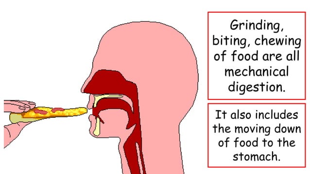 Digestive system Grade 6 | PPTX