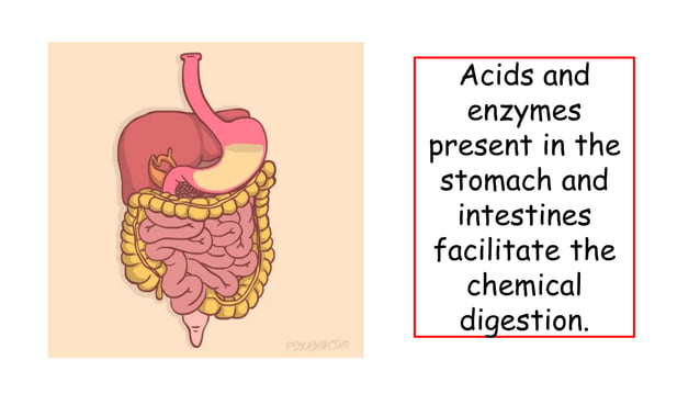 Digestive system Grade 6 | PPTX