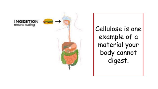 Digestive system Grade 6 | PPTX