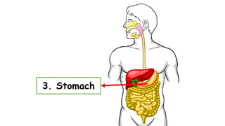Digestive system Grade 6 | PPTX