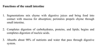 Digestive system | PPTX