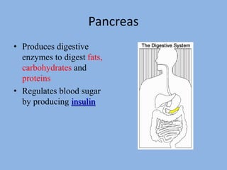 Digestive system | PPT