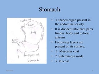 Digestive system | PPT
