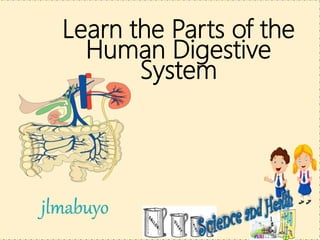 Digestive system | PPT