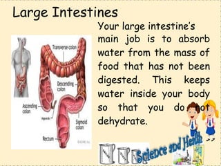 Digestive system | PPT