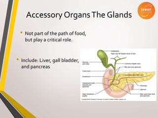 Digestive system | PPTX