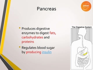 Digestive system | PPTX