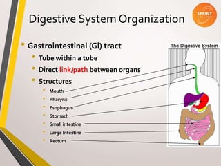 Digestive system | PPTX