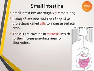 Digestive system | PPTX