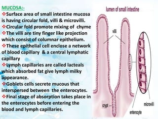 Digestive system | PPTX