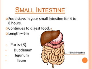 Digestive system | PPTX