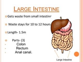 Digestive system | PPTX