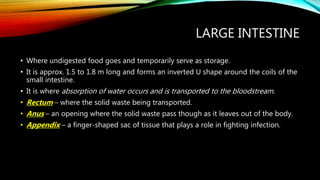 Digestive system | PPTX
