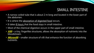 Digestive system | PPT