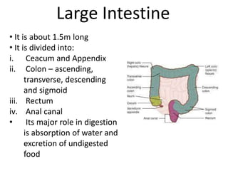 Digestive system | PPTX | Endocrine and Metabolic Diseases | Diseases ...